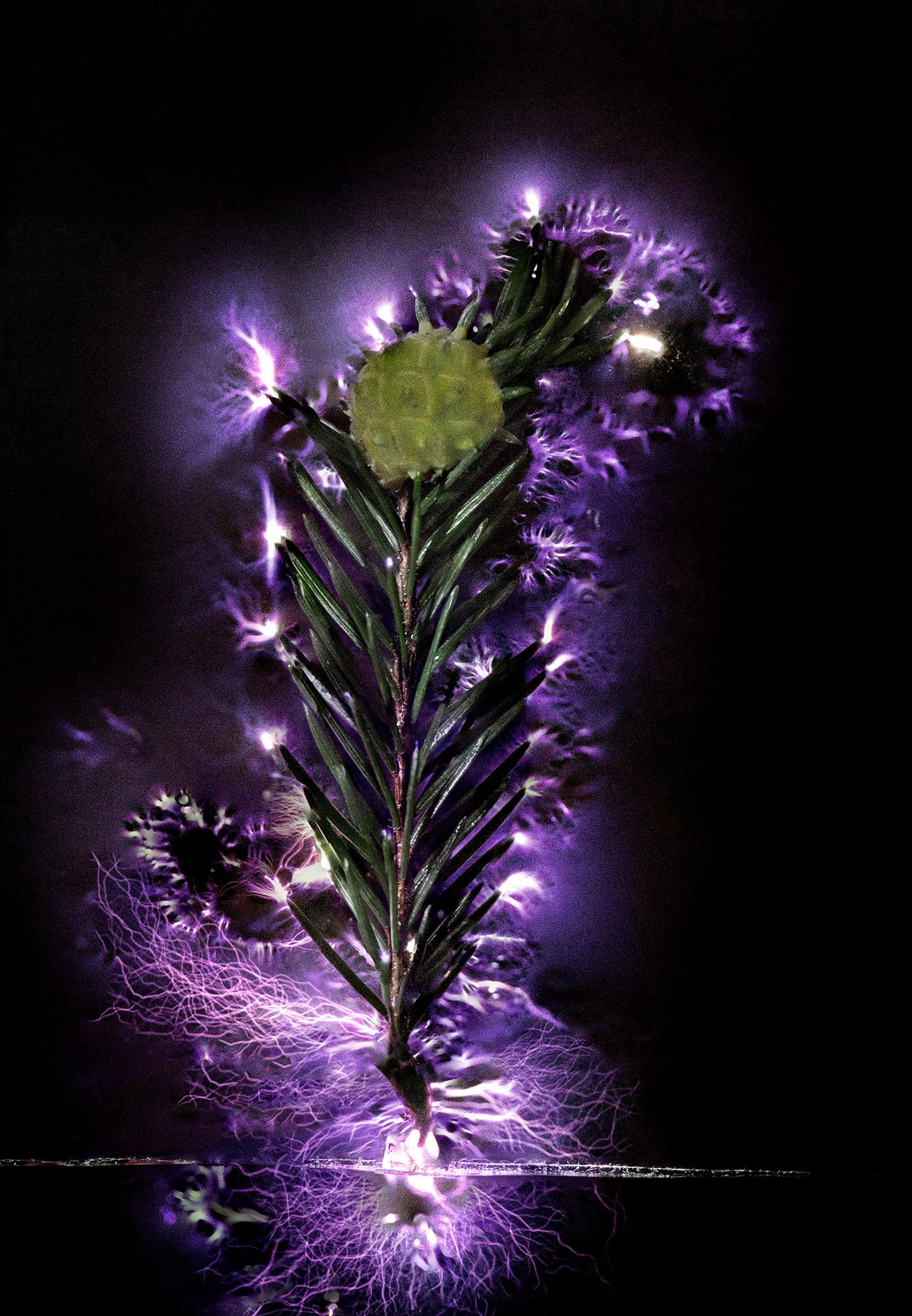 Snaps & skrock | Samtal om julmagi | Nordiska museet i Stockholm