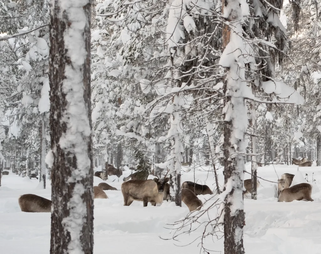 Forest Lab | Samtal om skogen och människan | Nordiska museet